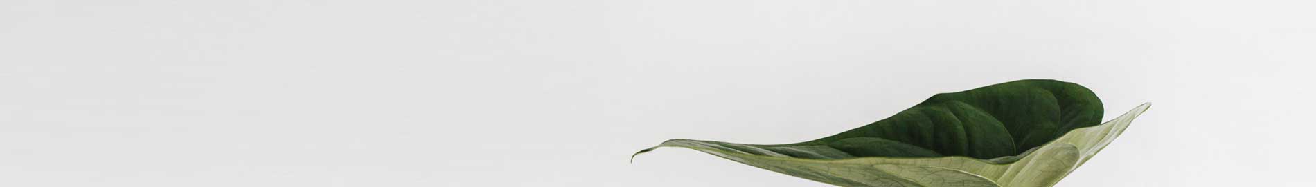 About | Therapist | Rebecca Congdon LMSW | Farmington Hills, Michigan